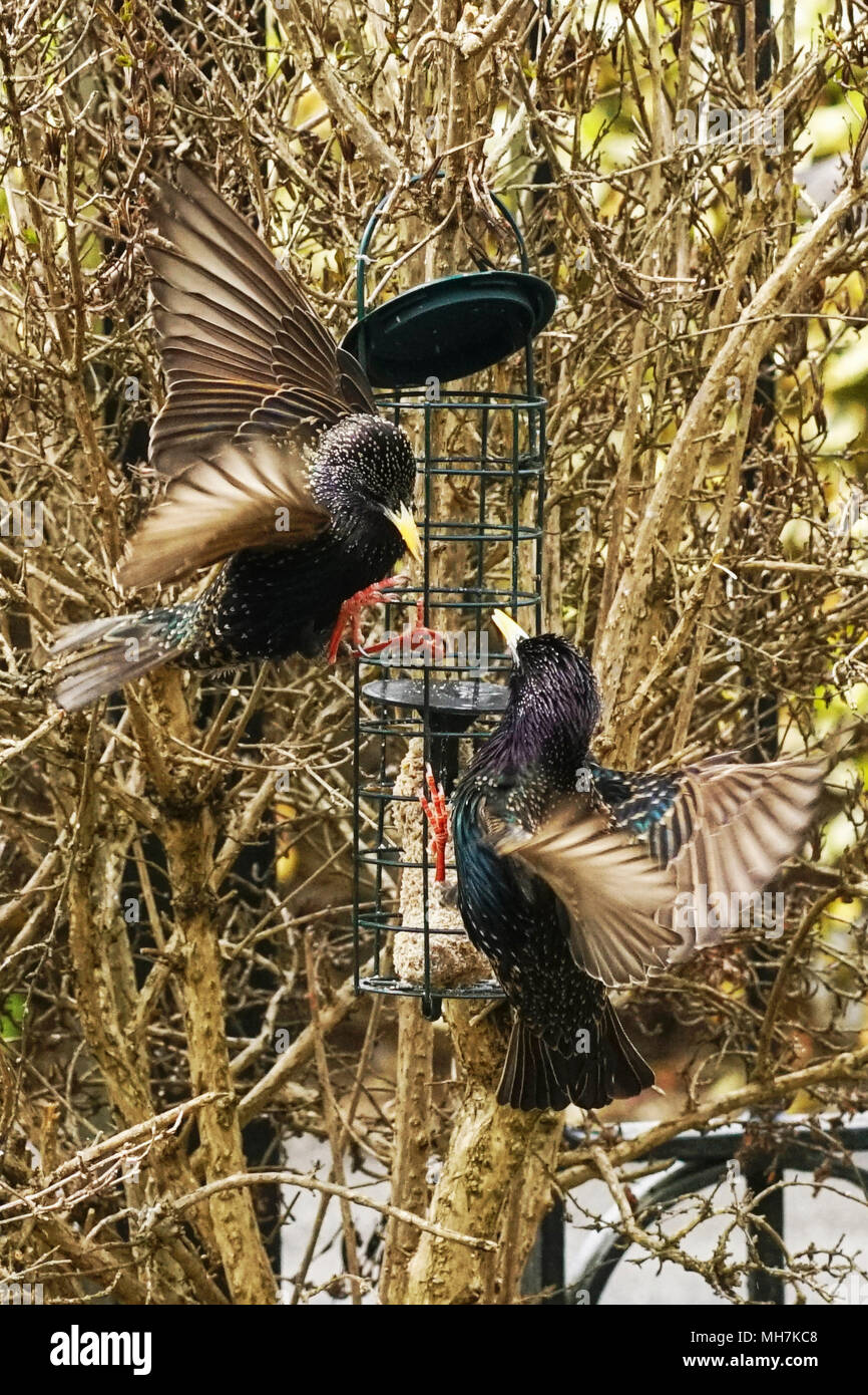 Common birs hi-res stock photography and images - Alamy