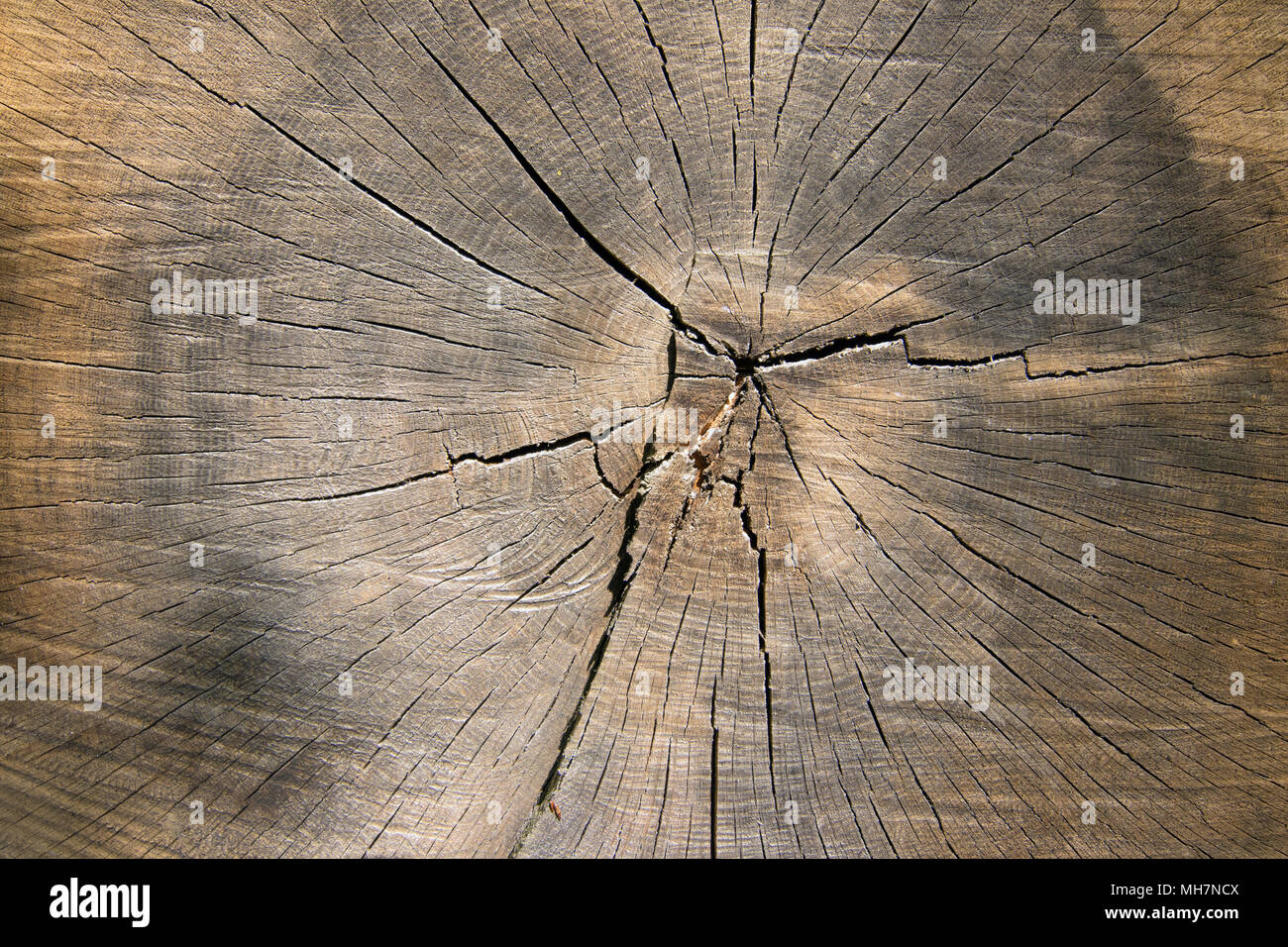 Cut tree trunk - texture of wood - annual rings Stock Photo - Alamy