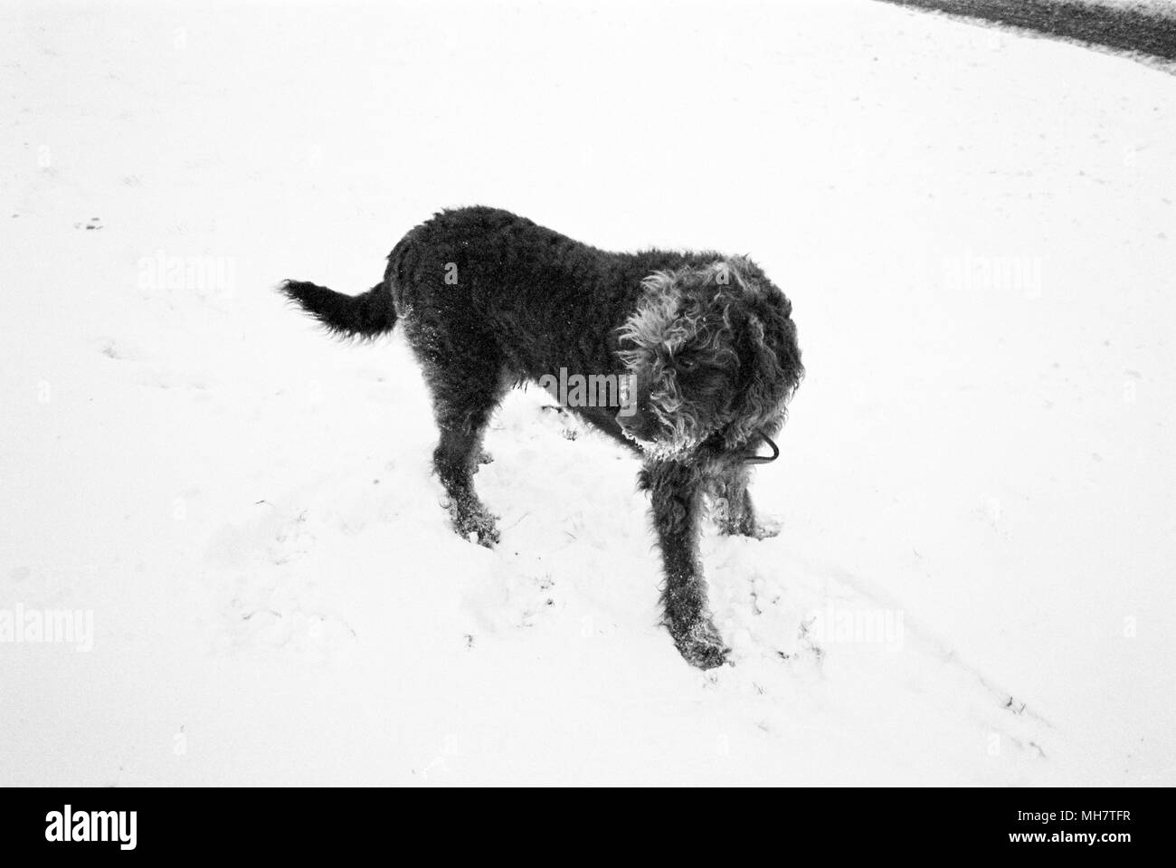 Snowprints hi-res stock photography and images - Alamy