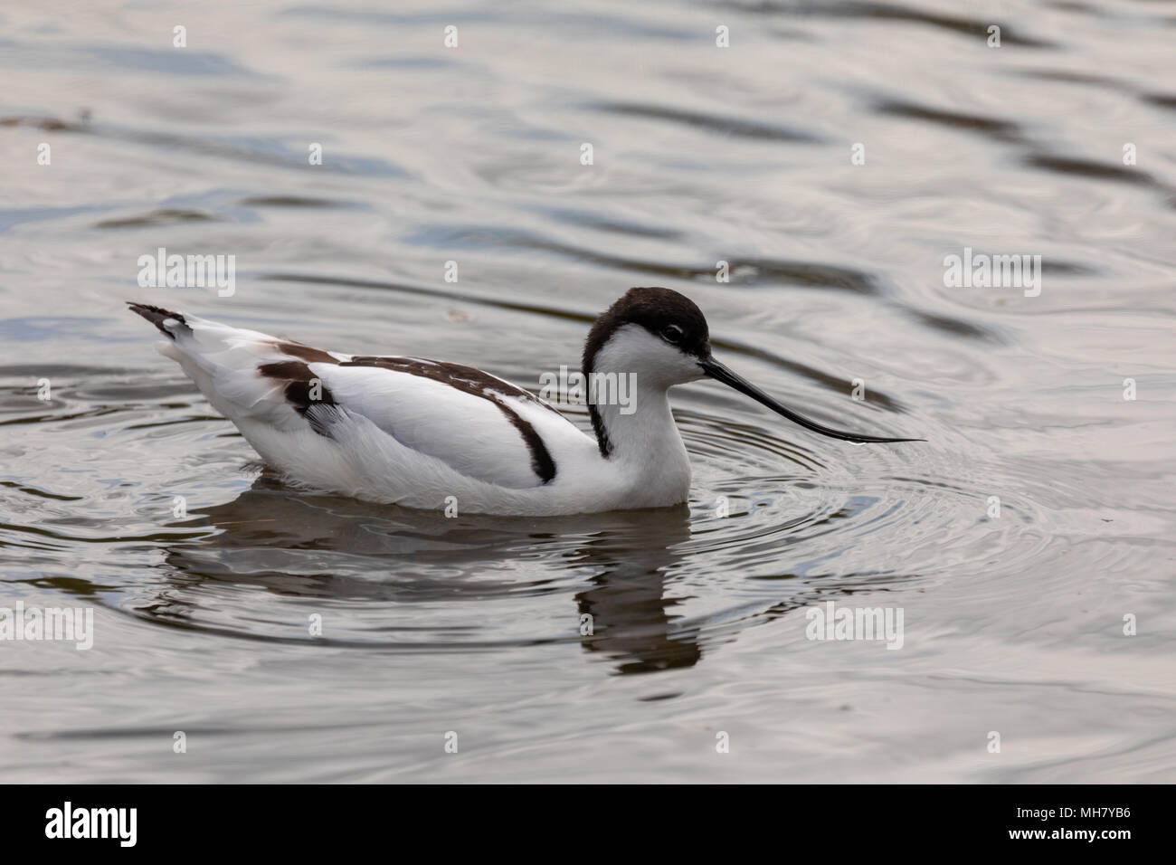 Avocets (Recurvirostra avosetta) at WWT Slimbridge Stock Photo - Alamy