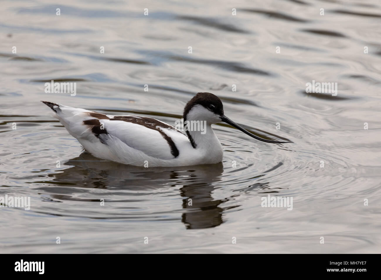 Avocets (Recurvirostra avosetta) at WWT Slimbridge Stock Photo - Alamy