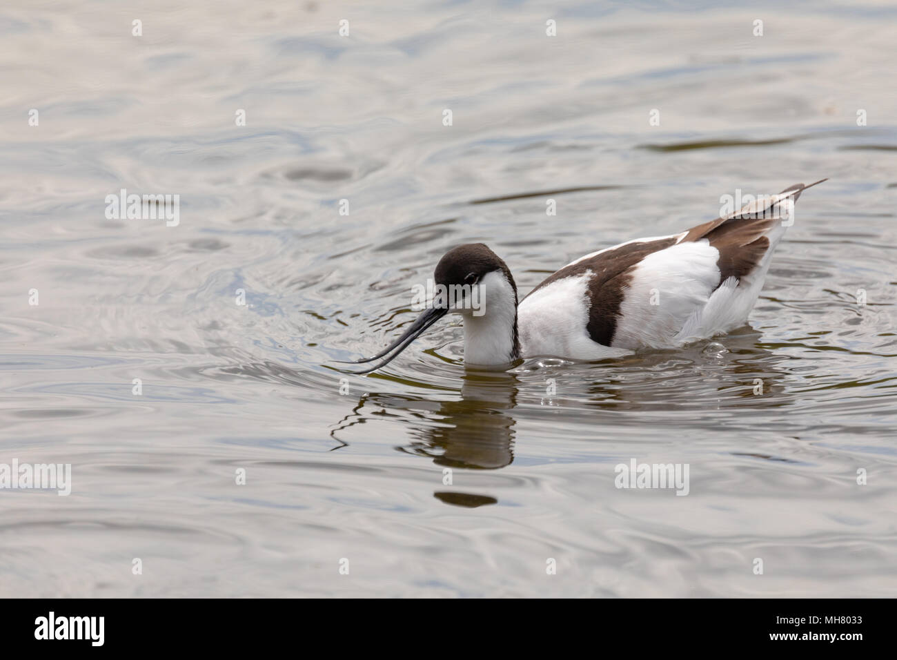 Avocets (Recurvirostra avosetta) at WWT Slimbridge Stock Photo - Alamy
