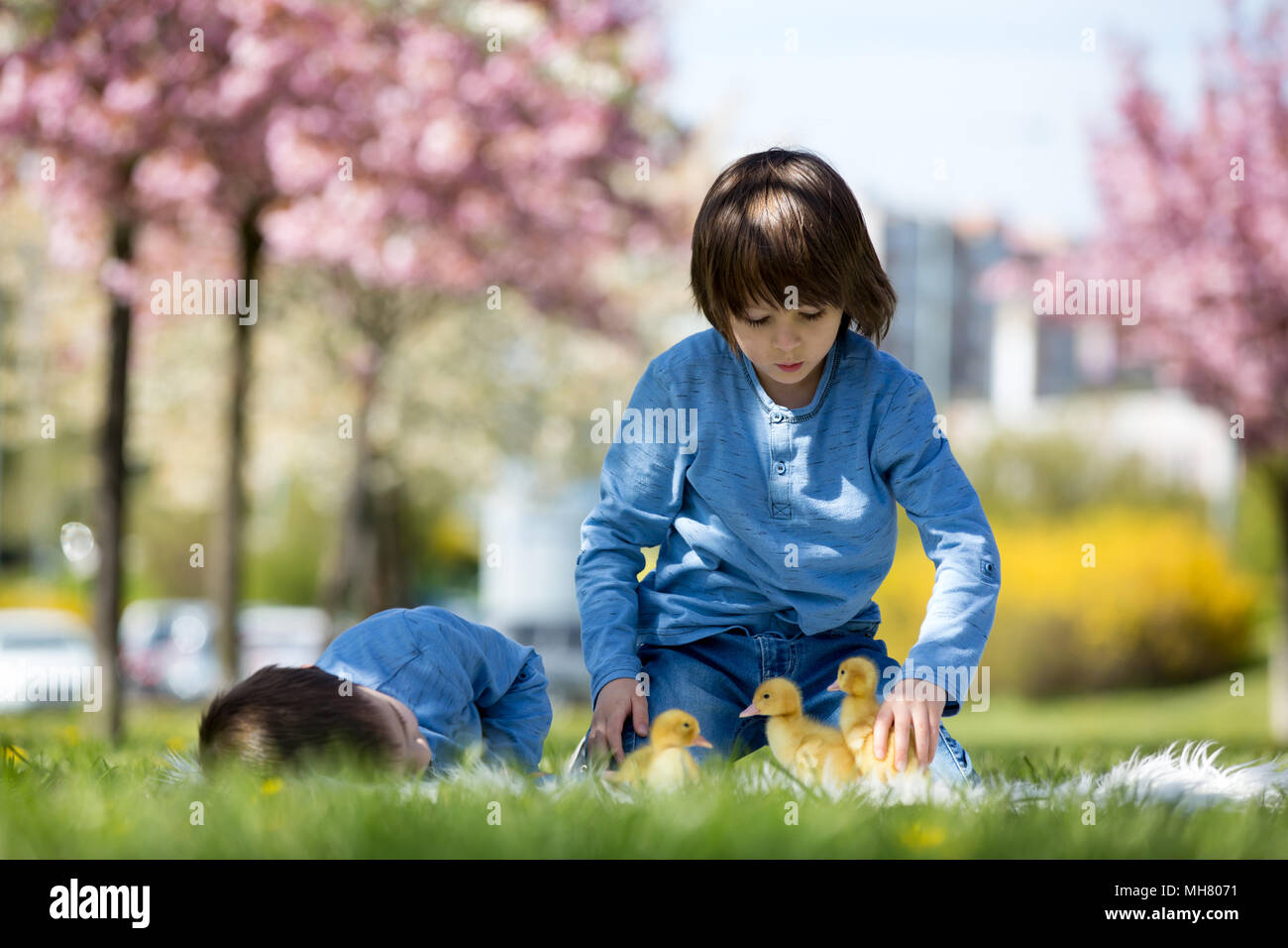 Cute little children, boy brothers, playing with ducklings springtime ...