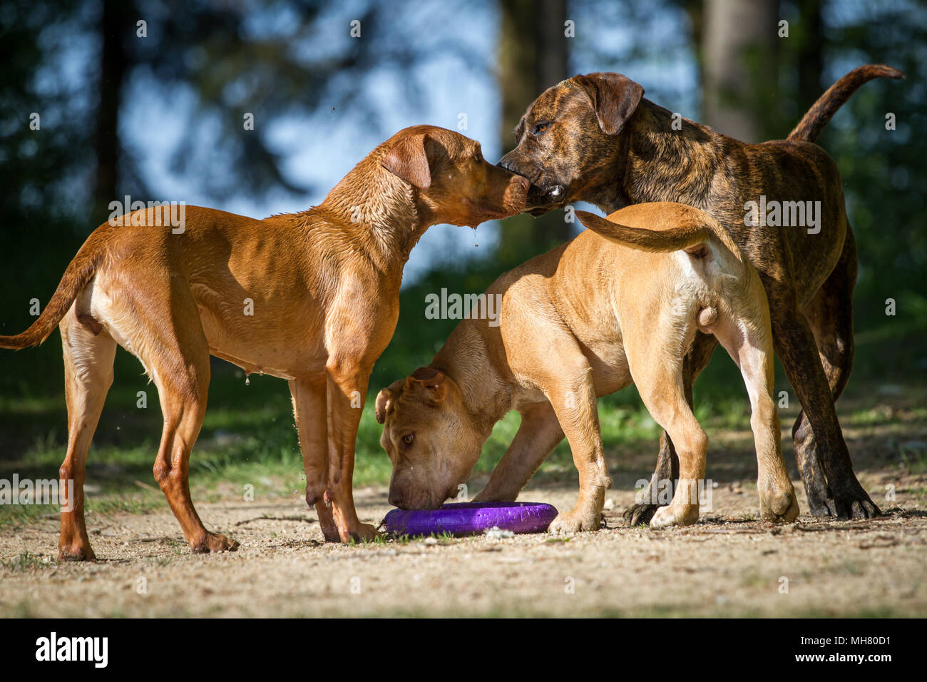 Working Pit Bulldogs Stock Photo - Alamy