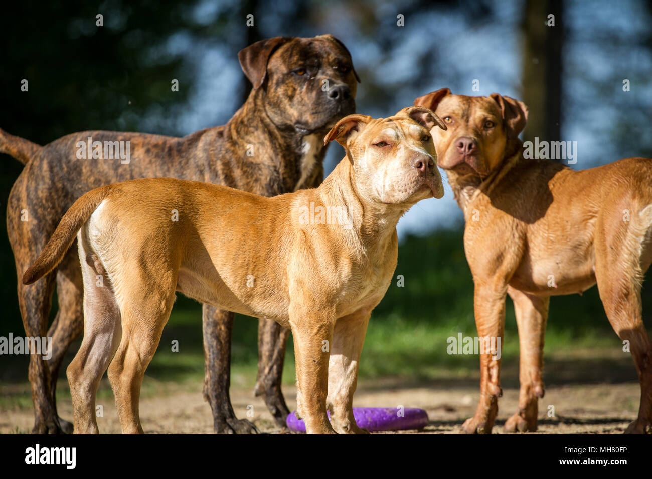 Working Pit Bulldogs Stock Photo - Alamy
