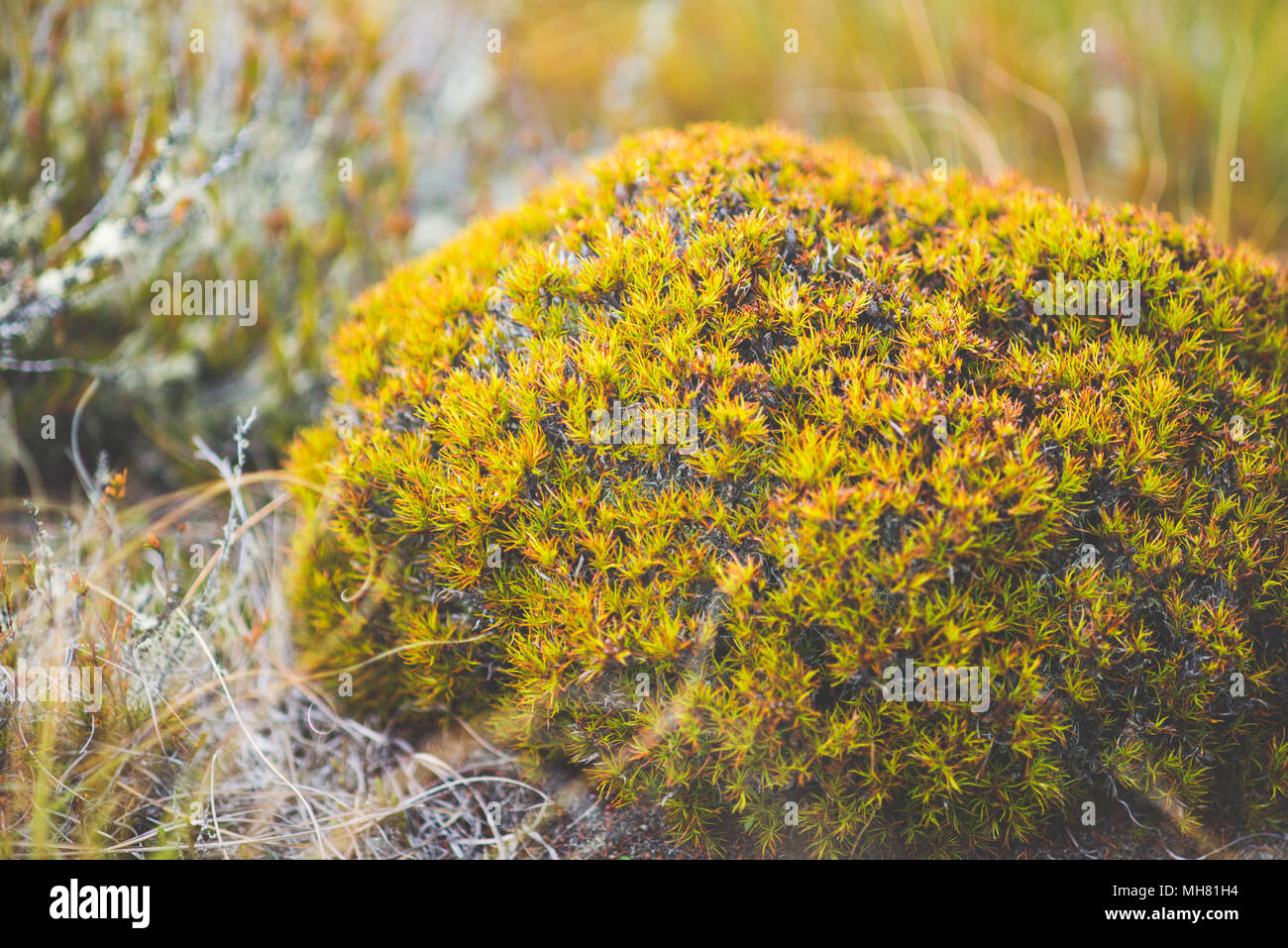 Sea natural when art hi-res stock photography and images - Alamy