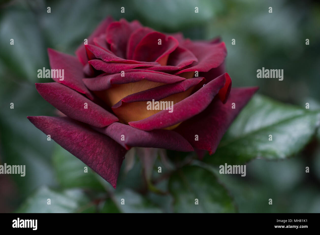 Beautiful fresh roses in close up view Stock Photo - Alamy