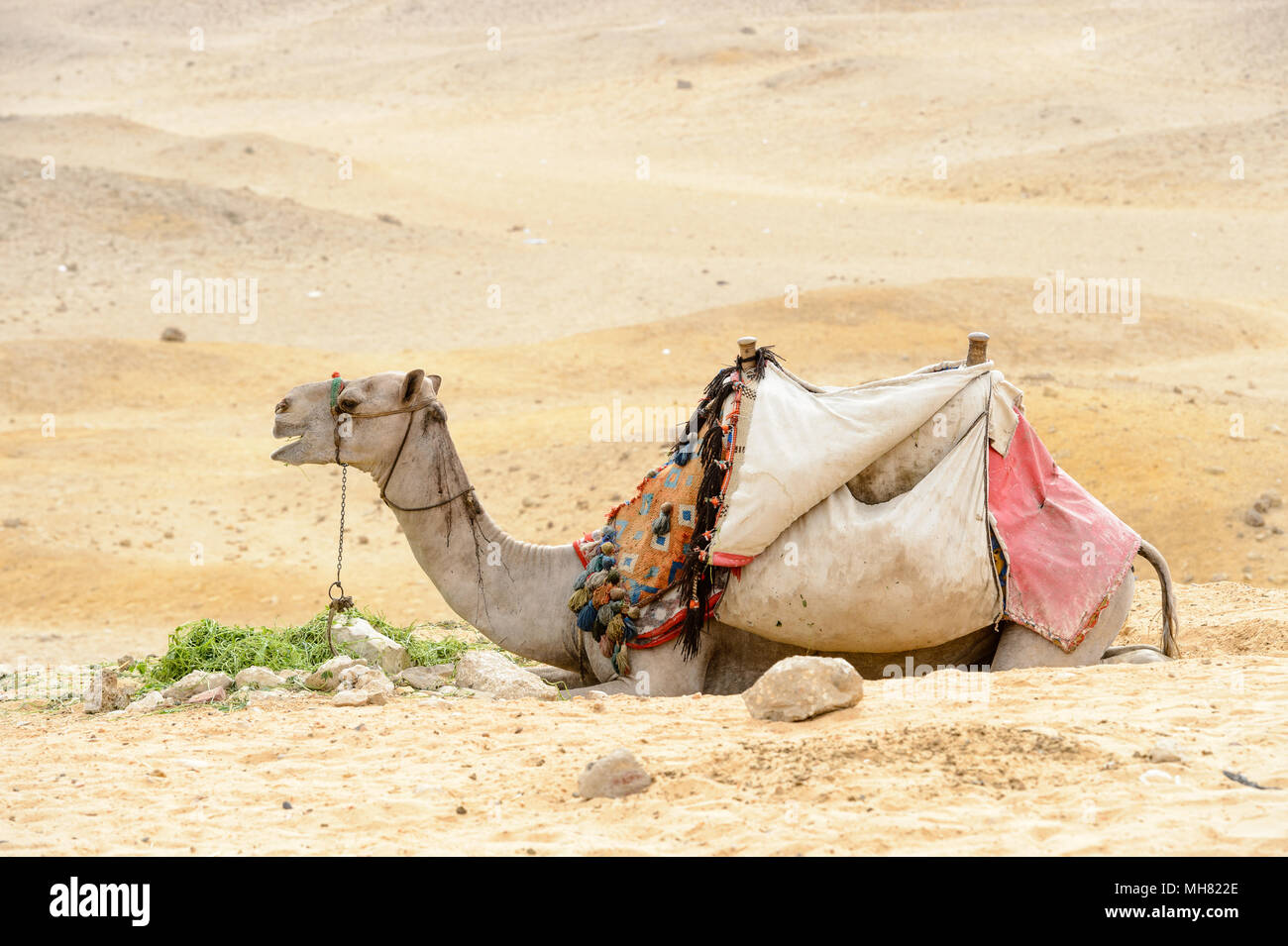 Camel in Egypt Stock Photo - Alamy
