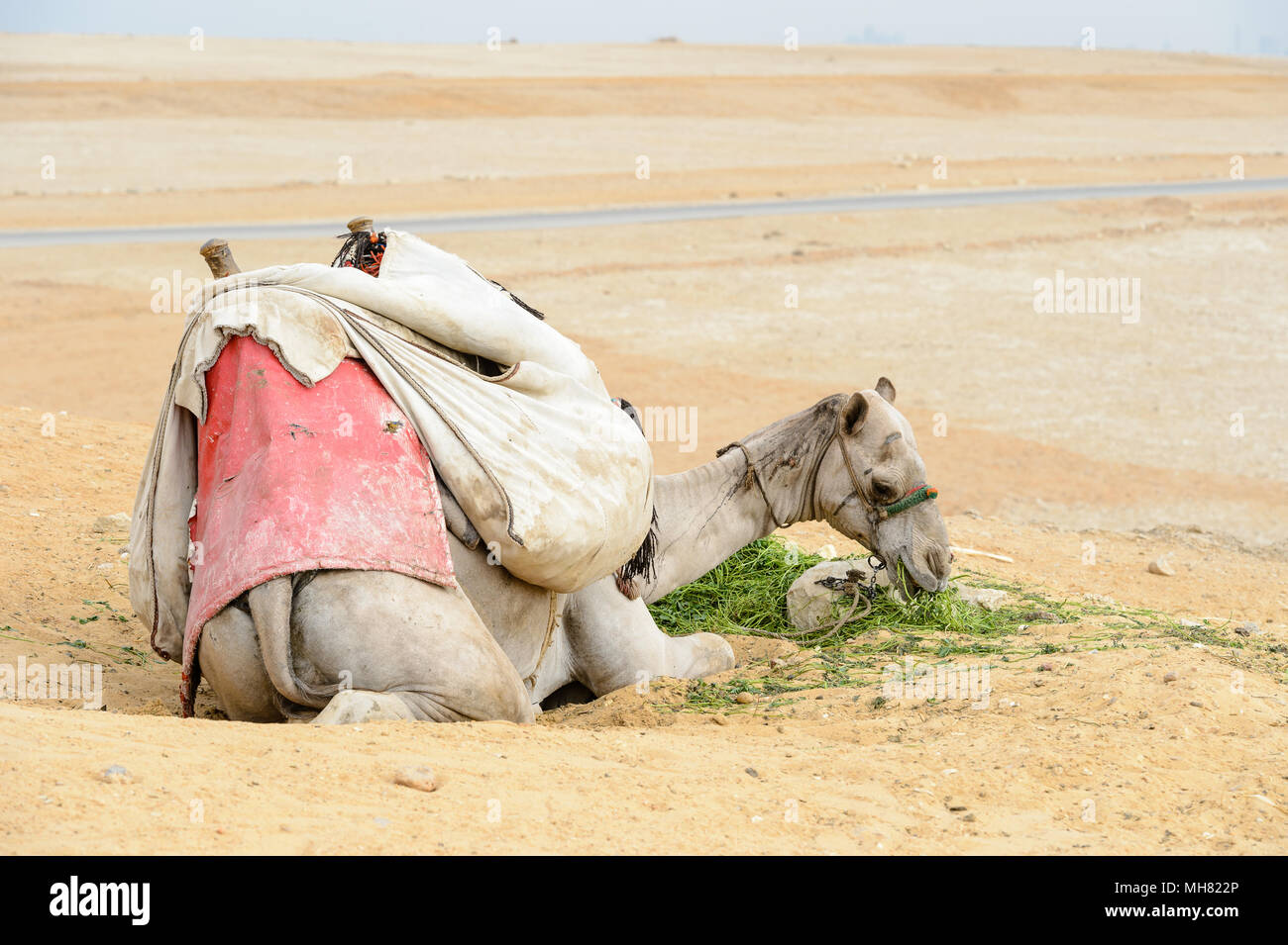 Camel in Egypt Stock Photo - Alamy