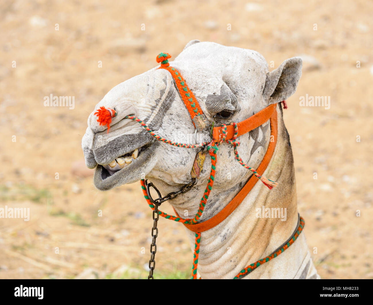 Camel in Egypt Stock Photo - Alamy