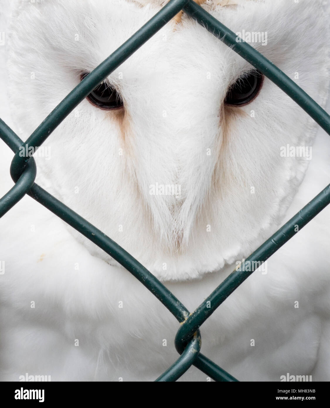 Leeds castle falconry centre hi-res stock photography and images - Alamy