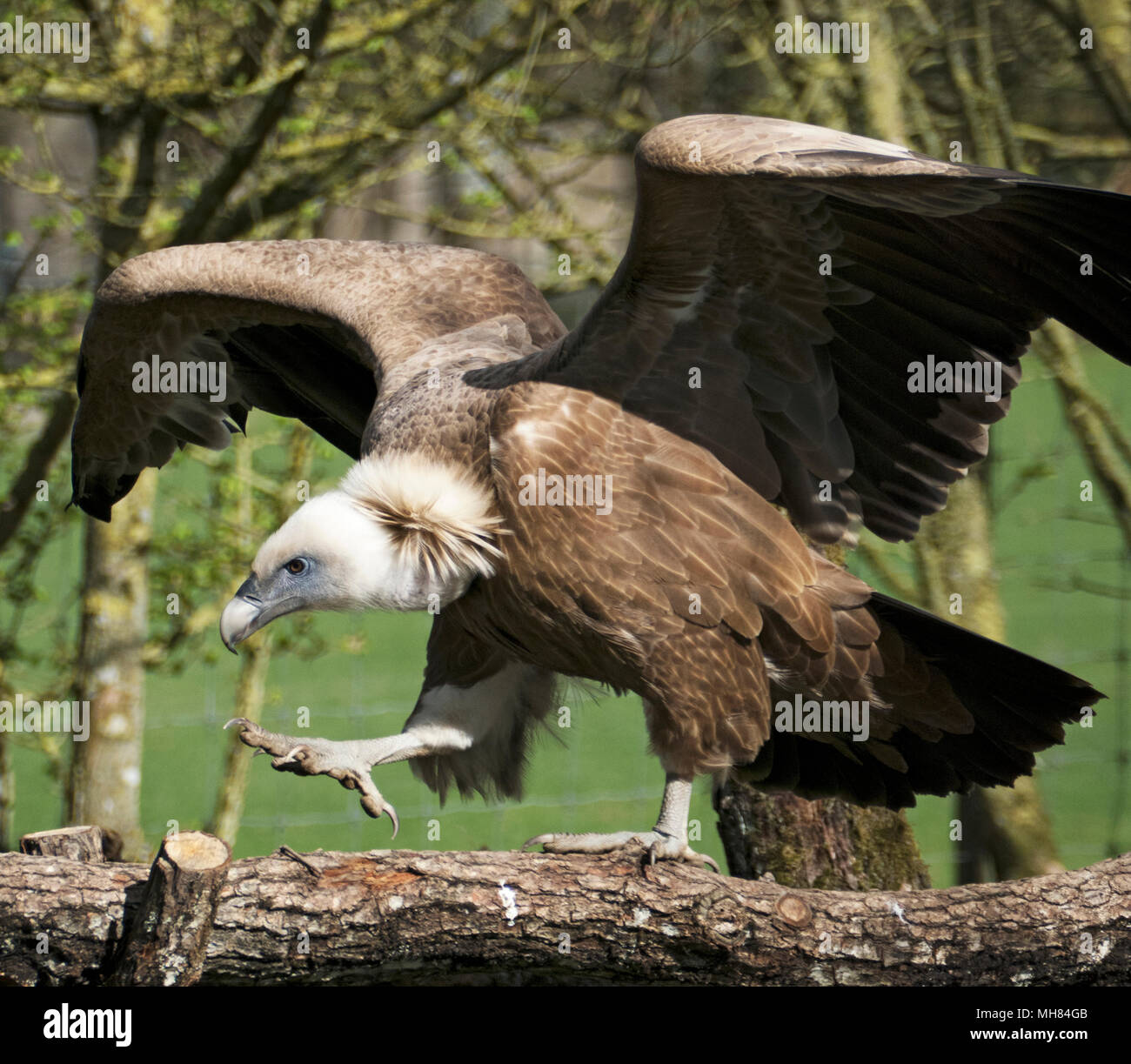 Vulture eagle hi-res stock photography and images - Alamy