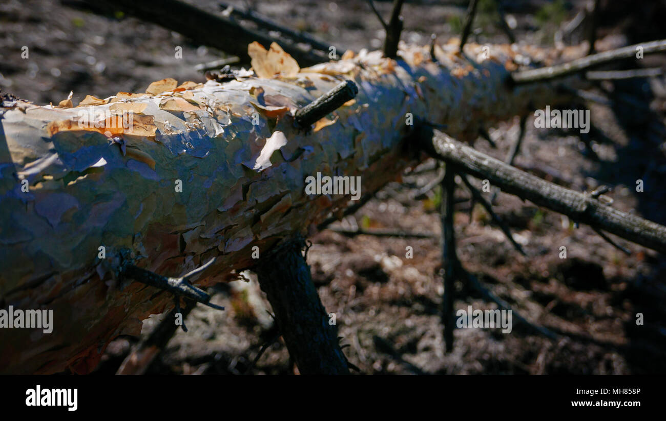 Overthrown tree hi-res stock photography and images - Alamy