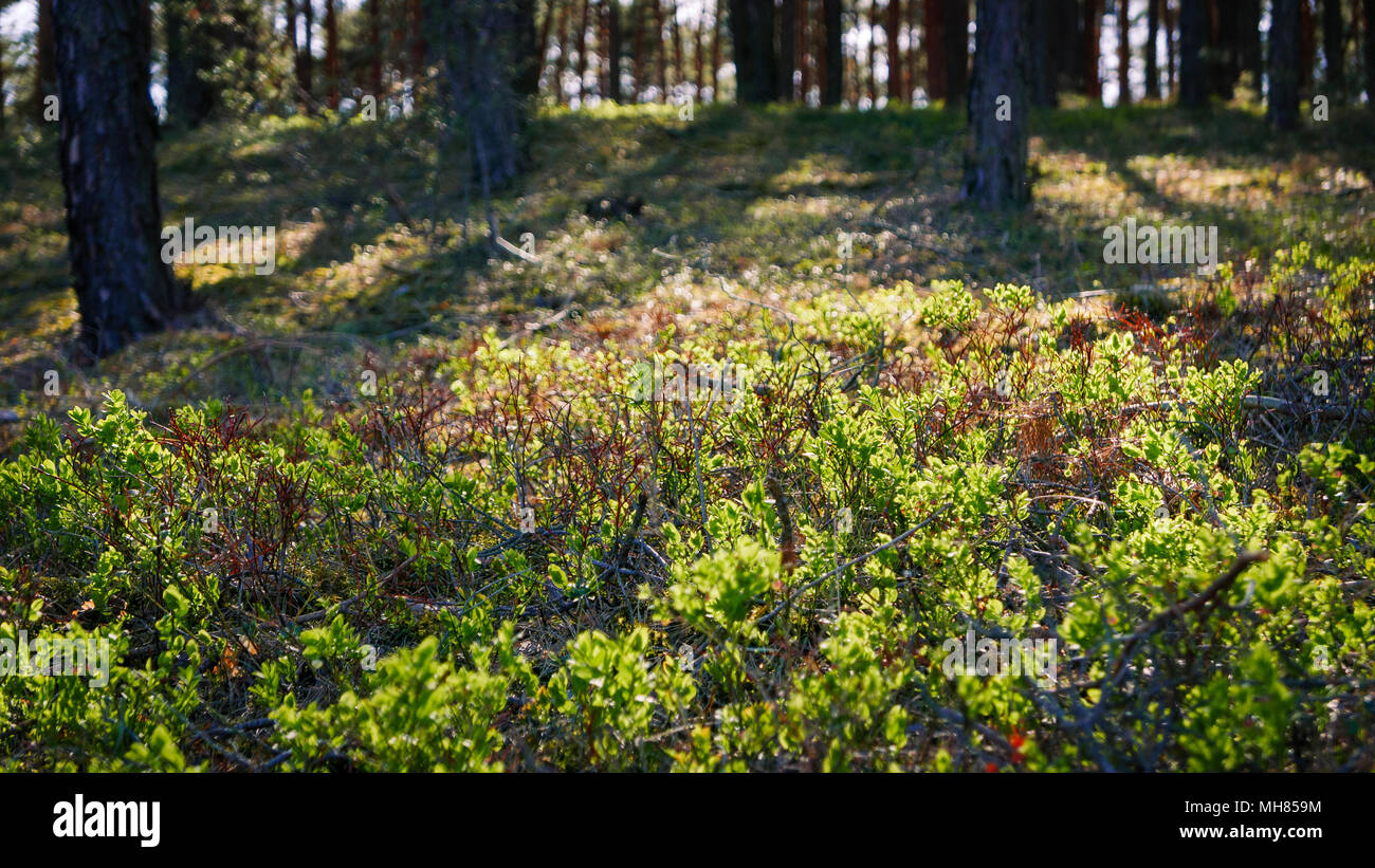 Defocused forest background Stock Photo - Alamy