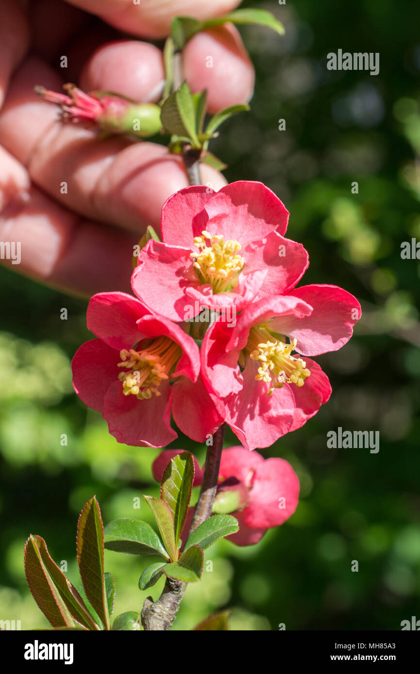 Tree bloom blossom beautiful flowers in spring season Stock Photo - Alamy