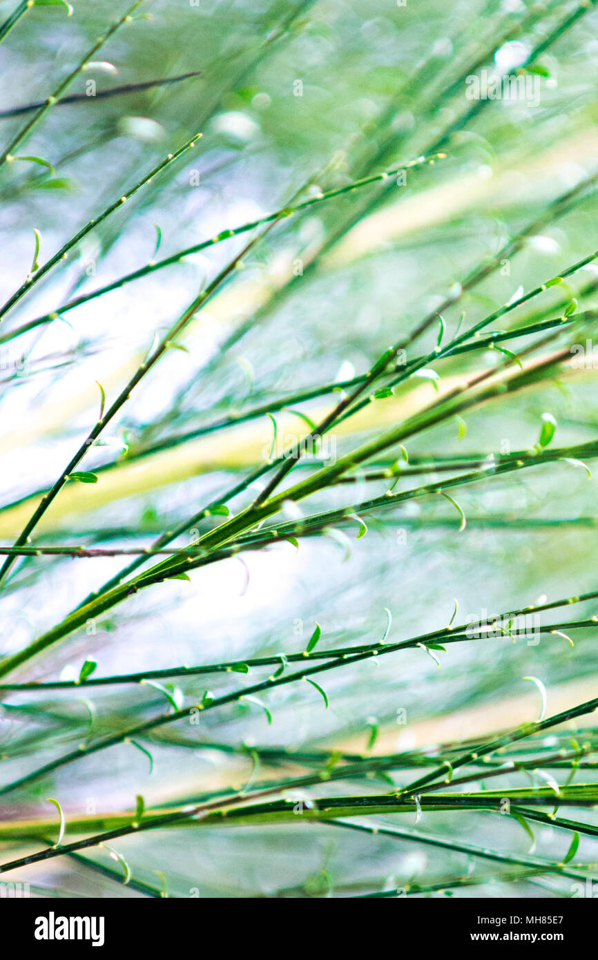 Natural art hi-res stock photography and images - Alamy