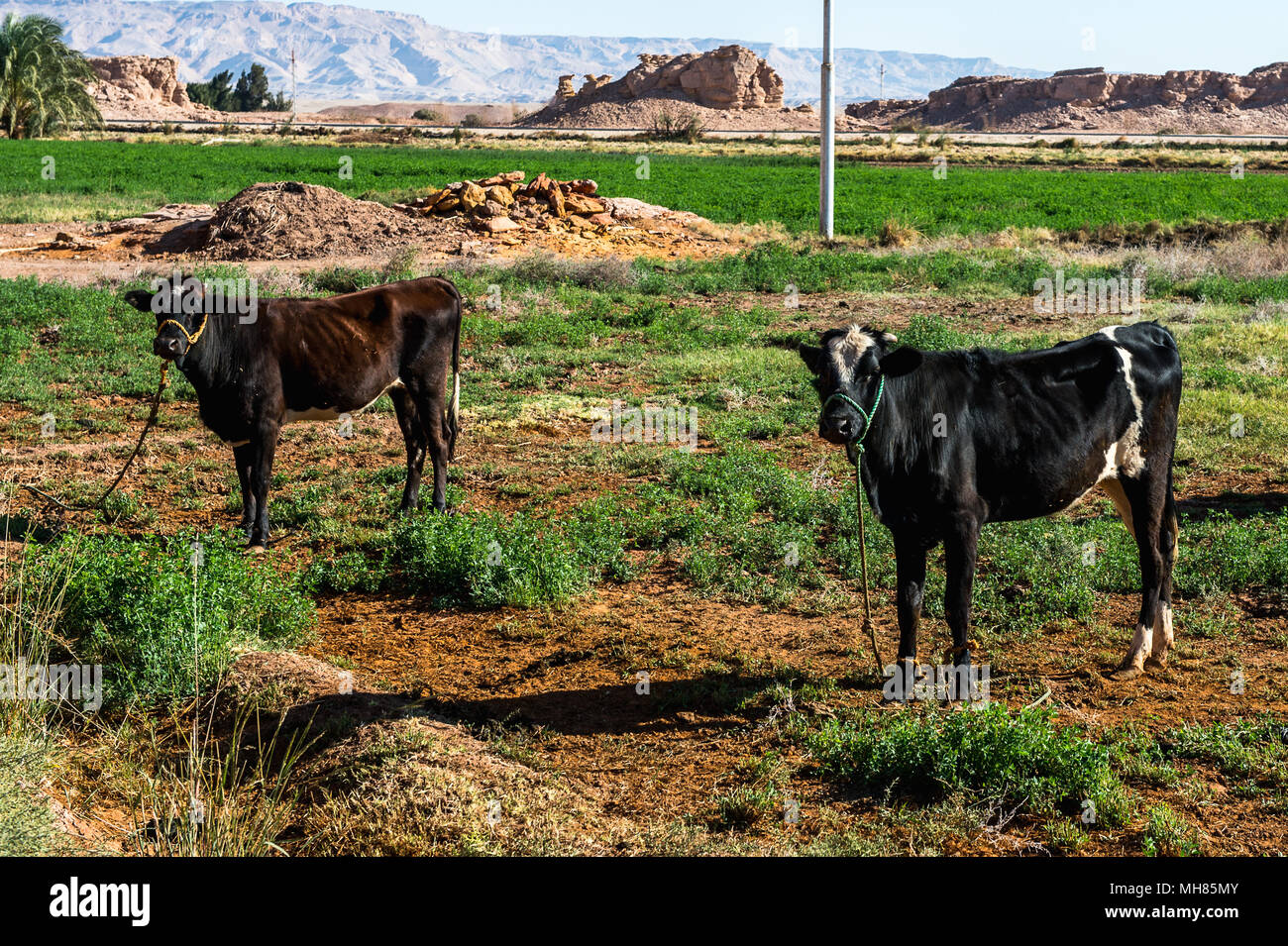 Cows in the Dakhla Oasis, Western Desert, Egypt Stock Photo - Alamy