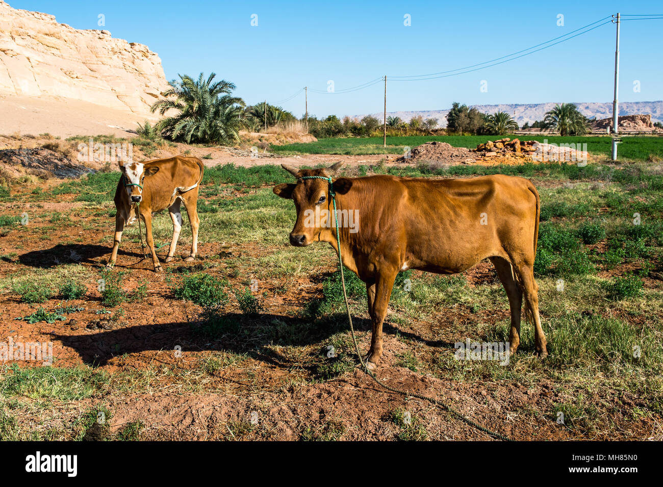 Cows in the Dakhla Oasis, Western Desert, Egypt Stock Photo - Alamy
