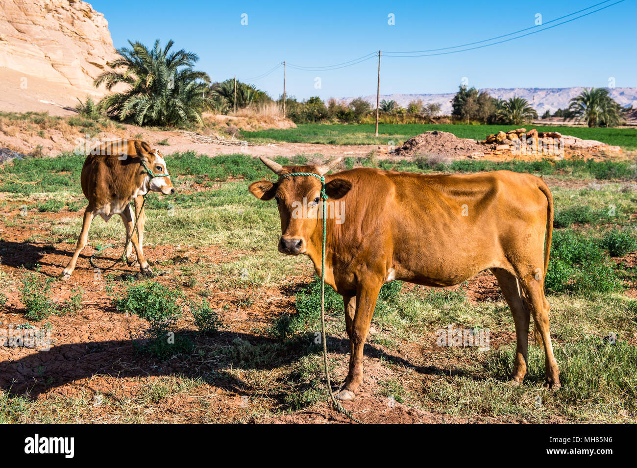 Cows in the Dakhla Oasis, Western Desert, Egypt Stock Photo - Alamy