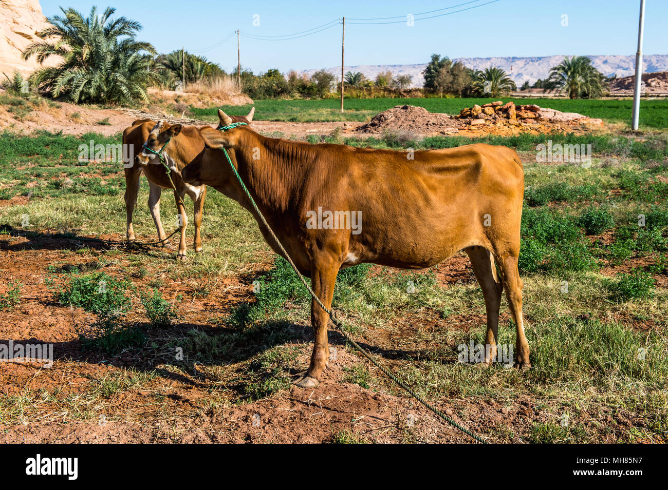 Cows in the Dakhla Oasis, Western Desert, Egypt Stock Photo - Alamy