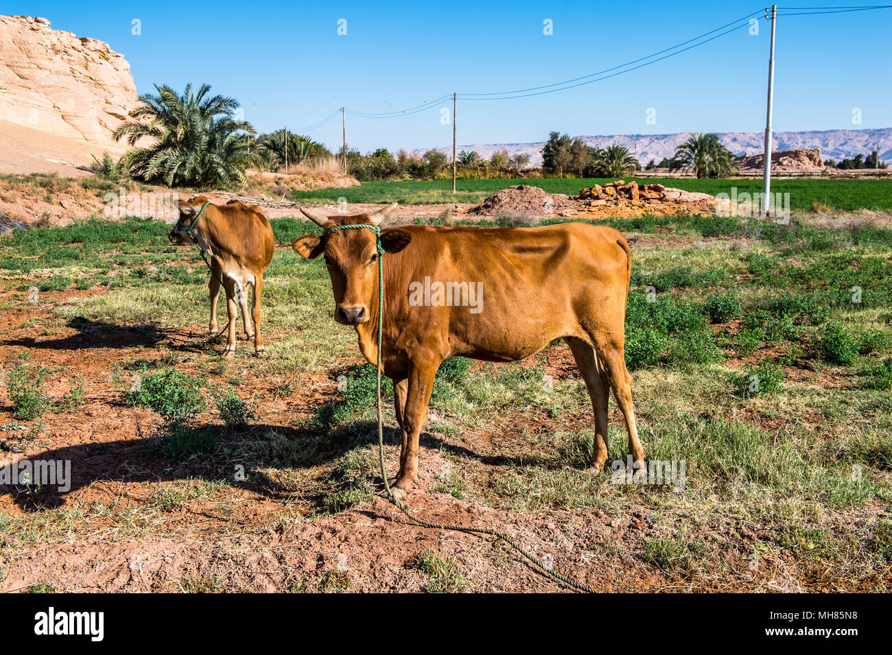 Cows in the Dakhla Oasis, Western Desert, Egypt Stock Photo - Alamy