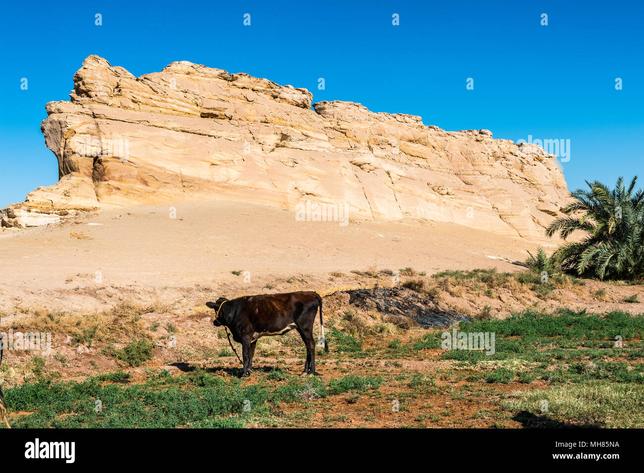 Cows in the Dakhla Oasis, Western Desert, Egypt Stock Photo - Alamy