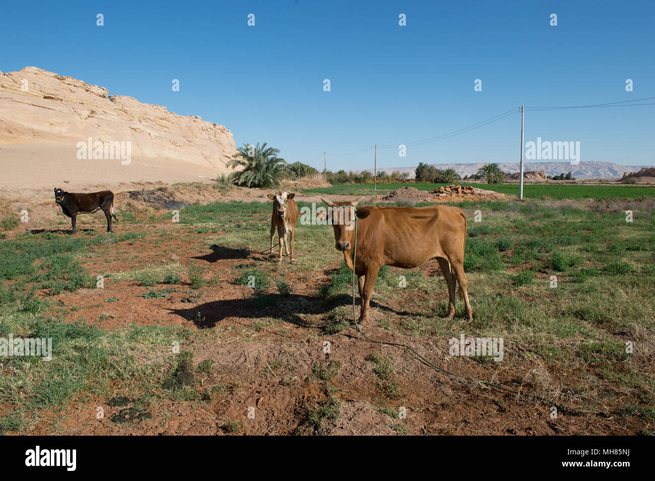 Cows in the Dakhla Oasis, Western Desert, Egypt Stock Photo - Alamy