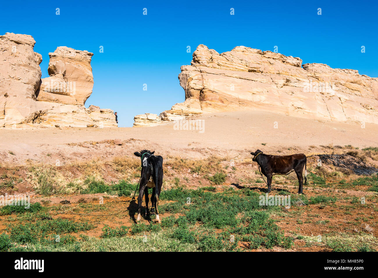 Cows in the Dakhla Oasis, Western Desert, Egypt Stock Photo - Alamy