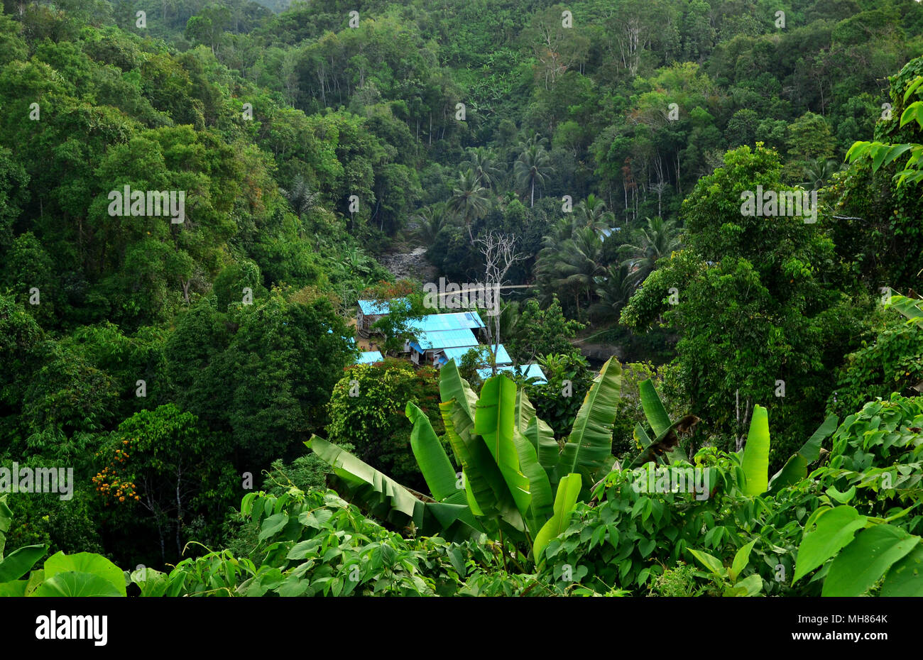 daily life of people living in the hinterland of the Meratus mountains ...