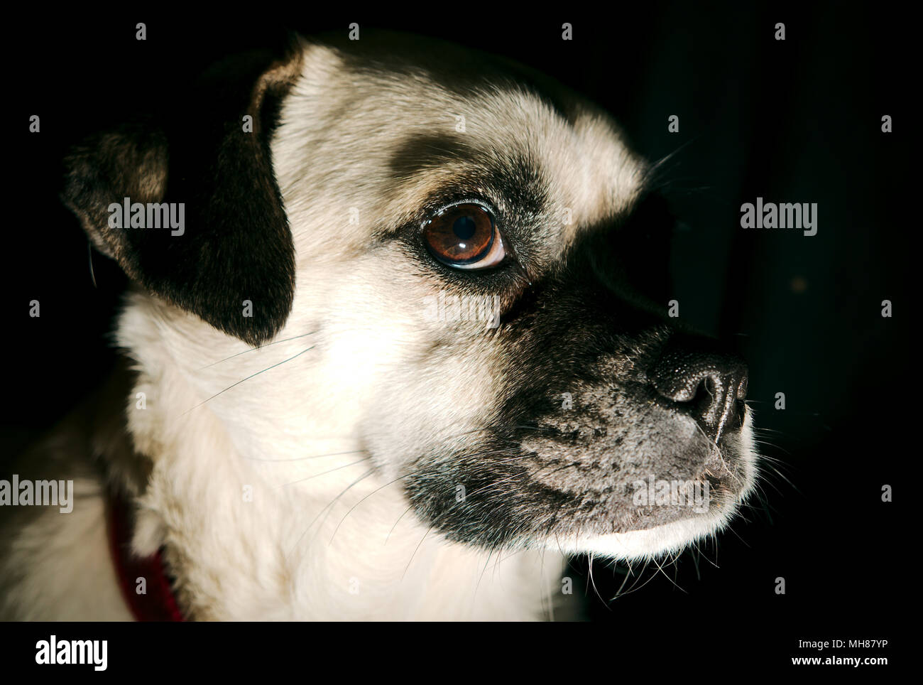 High contrast pug cross hi-res stock photography and images - Alamy