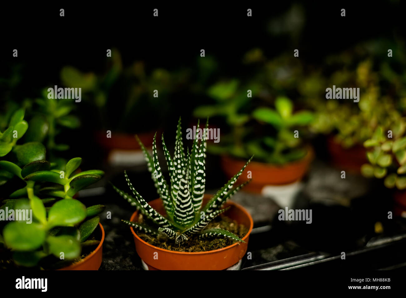 succulent plants Modern room decoration. Cactus house plants collection ...