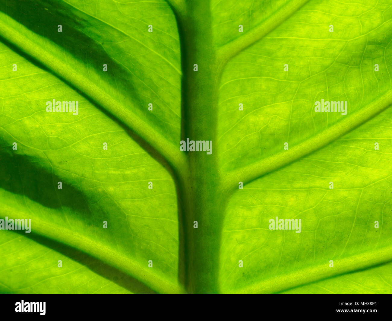 Leaf midrib hi-res stock photography and images - Alamy