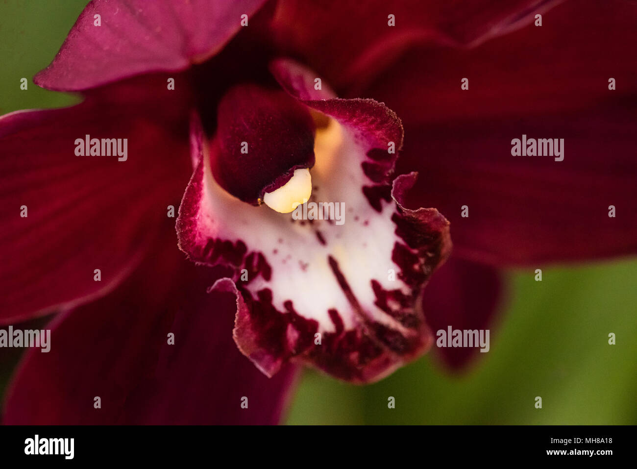 Cymbidium Orchids Are Very Long Lasting Although Difficult To Cultivate Among My Favorite
