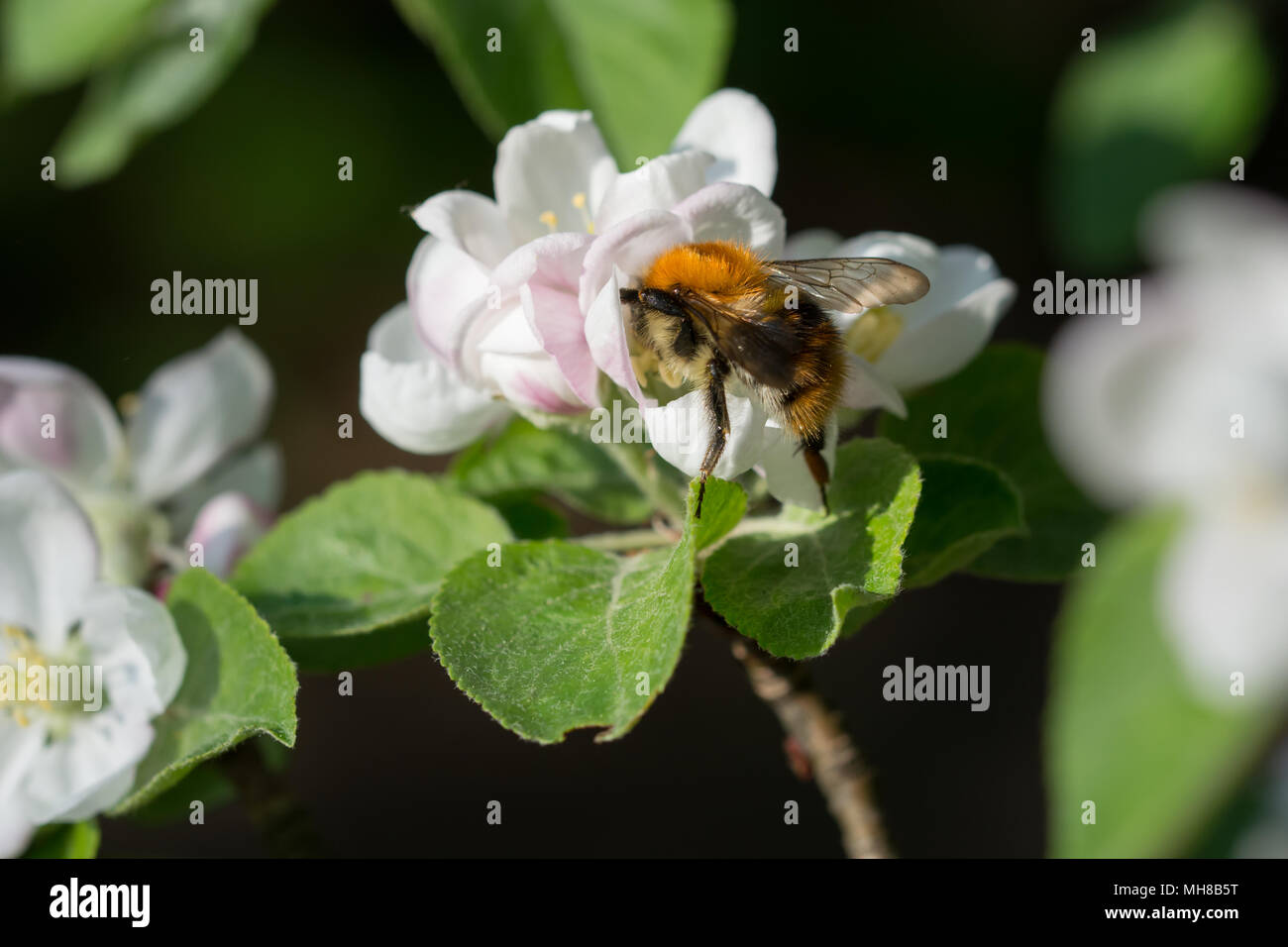 Apple tree blossom with a bumblebee feasting on it Stock Photo - Alamy