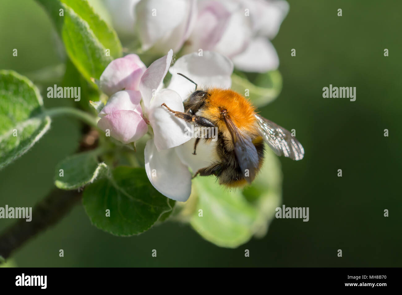 An apple tree blossom with a bumblebee feasting on it - macro Stock ...