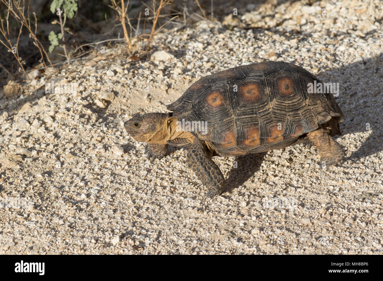 A desert tortoise in the Sonoran Desert near Tucson, Arizona, USA Stock ...