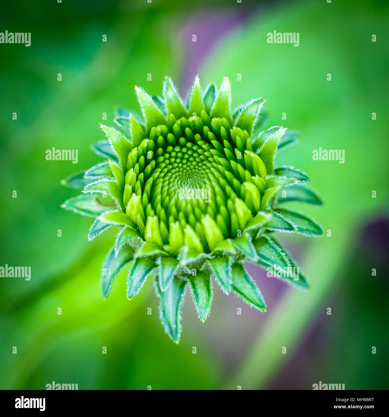 Close up of a cone flower seeds before flowering Stock Photo - Alamy