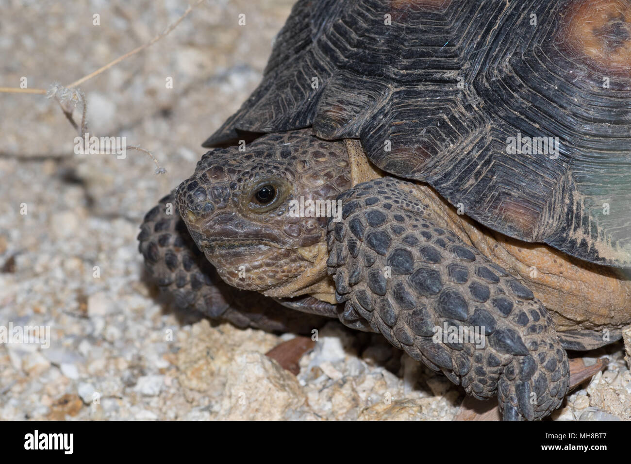 A desert tortoise in the Sonoran Desert near Tucson, Arizona, USA Stock ...