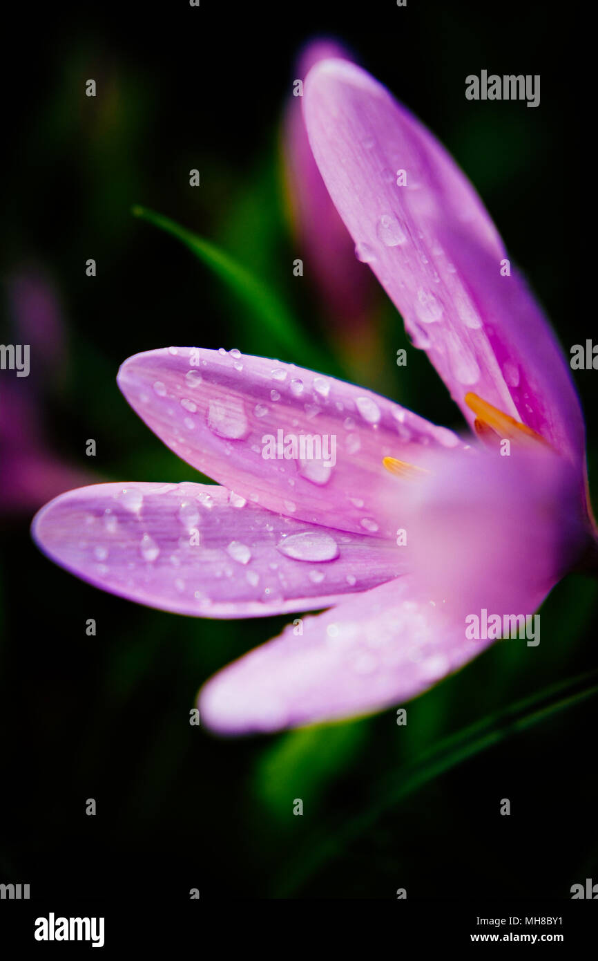 Close up of a crocus with water drops on the leaves Stock Photo - Alamy