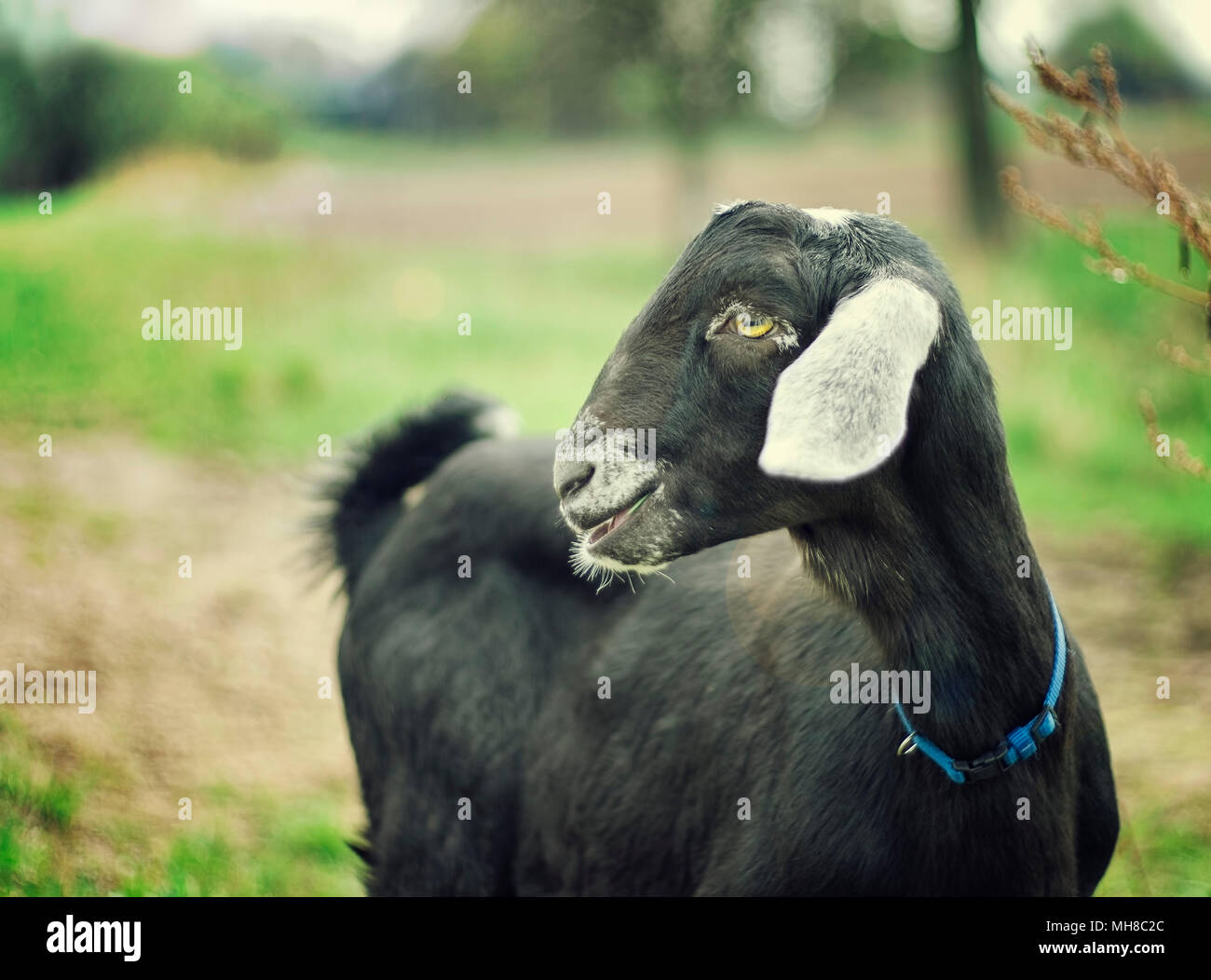 Black goat hi-res stock photography and images - Alamy