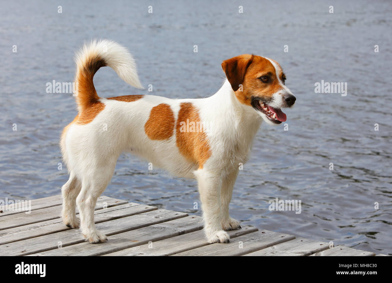 Dog of breed Jack Russell Terrier standing in profile on the bridge ...