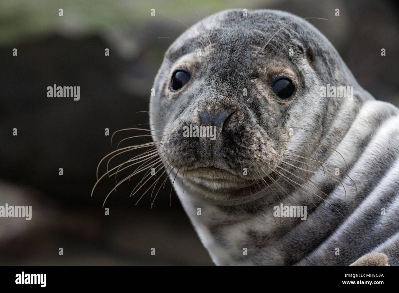 Common seal with big beautiful eyes on Ravenscar beach Stock Photo - Alamy
