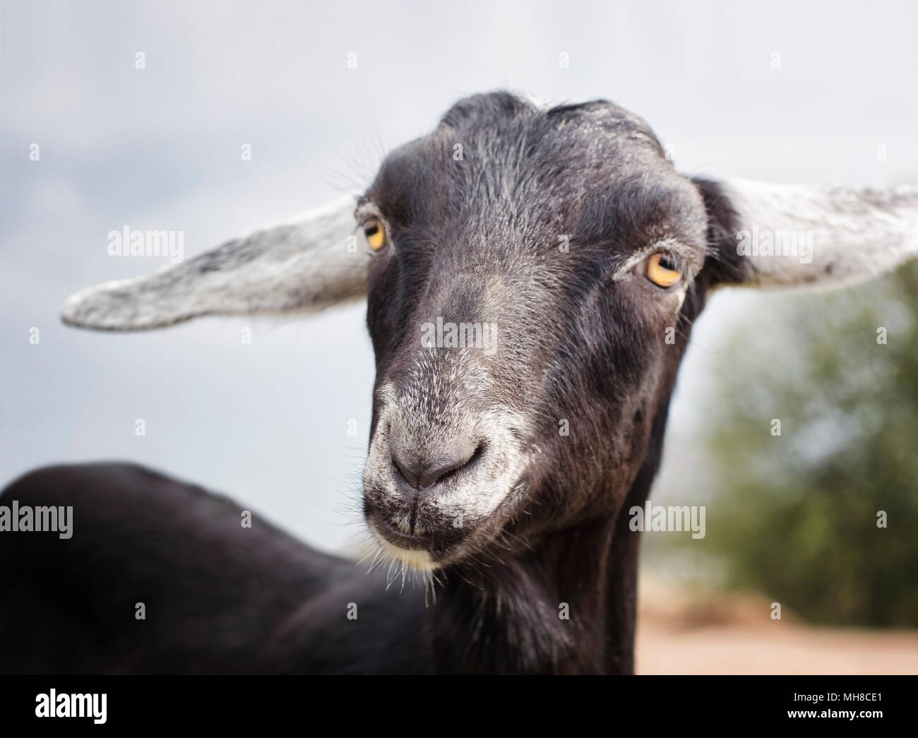 Black goat hi-res stock photography and images - Alamy