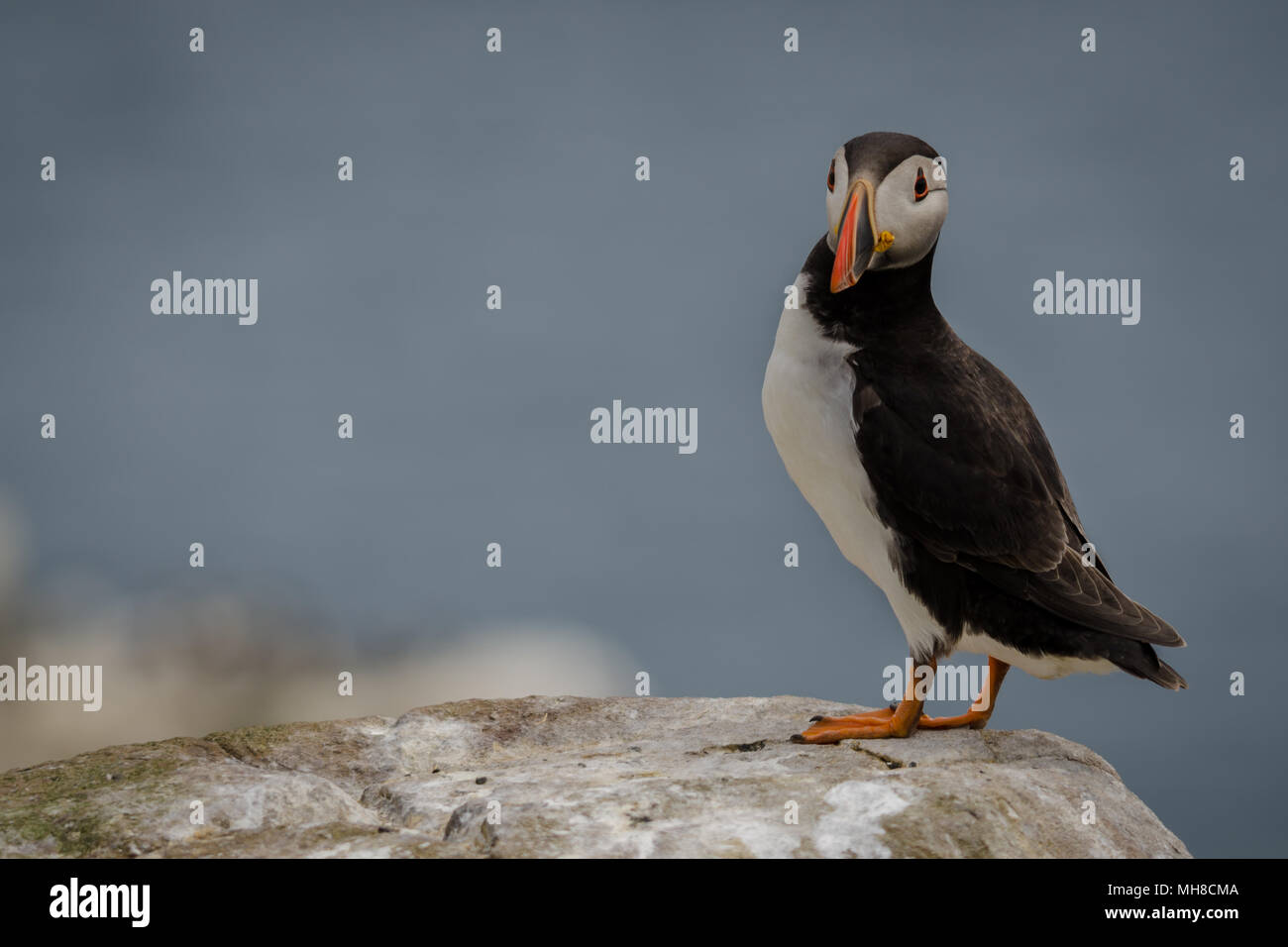 Funny puffin hi-res stock photography and images - Alamy