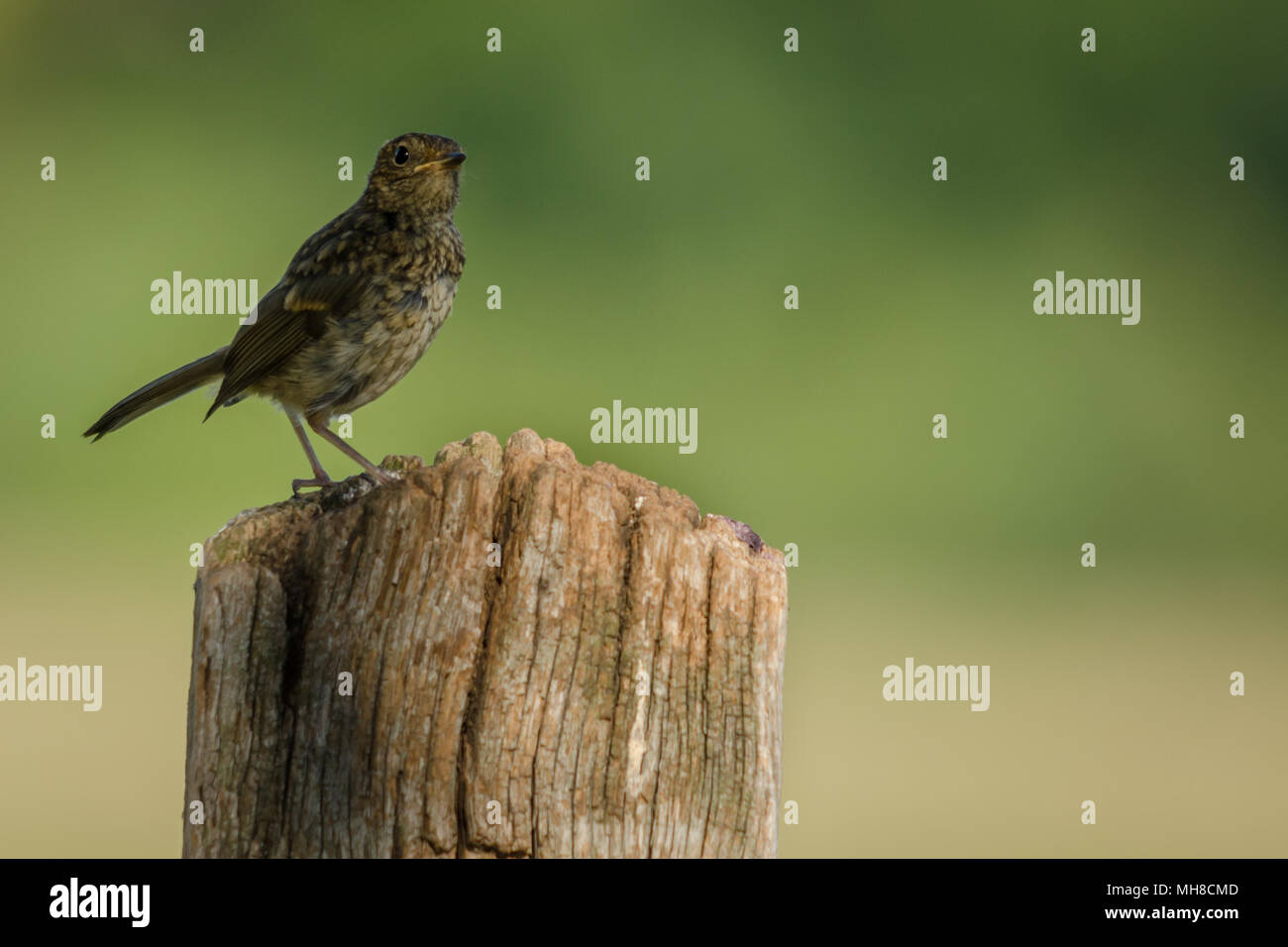 Young robin bird hi-res stock photography and images - Alamy
