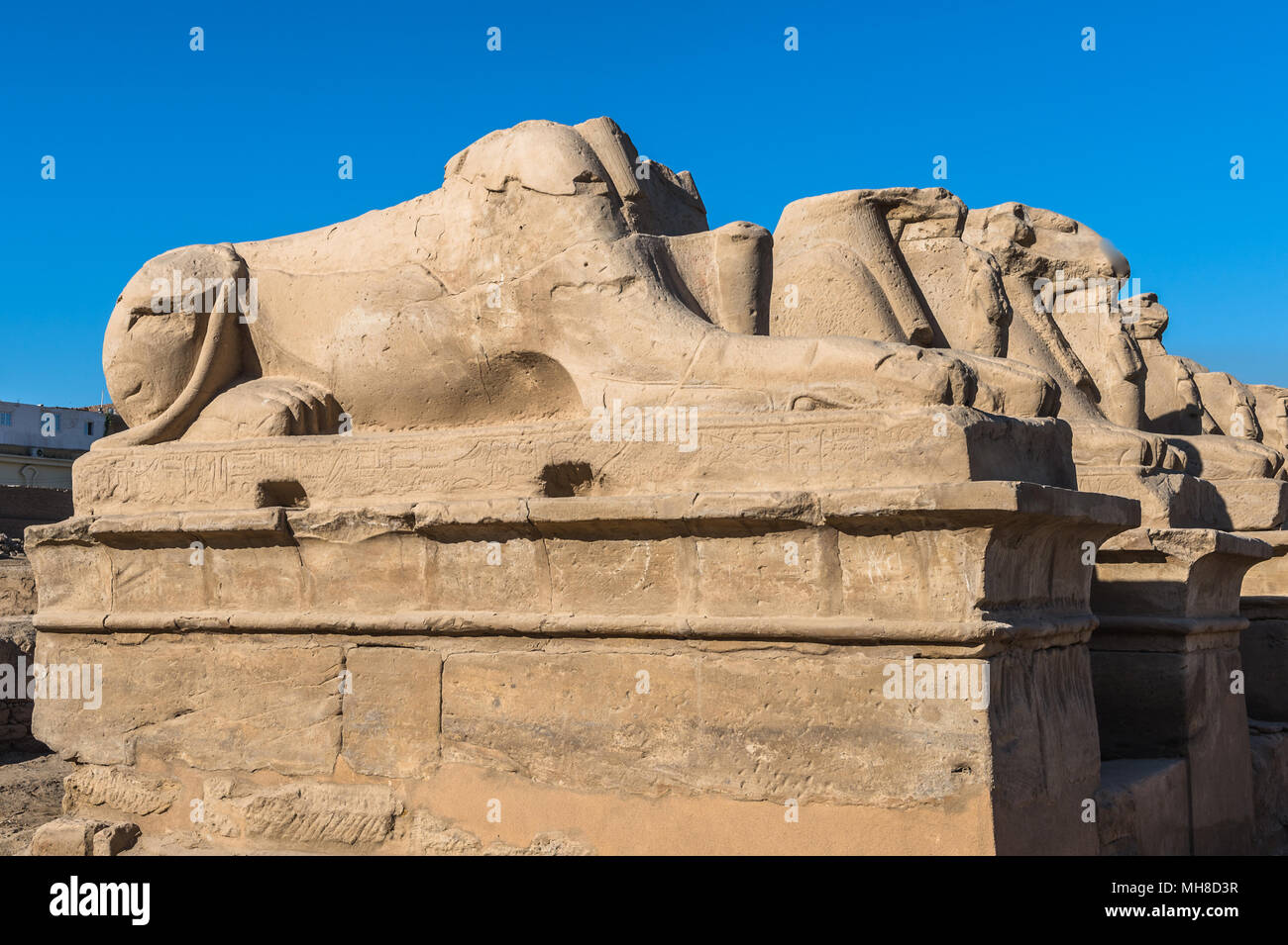 Ram statue at the gate of the Karnak temple (Ancient Thebes with its ...