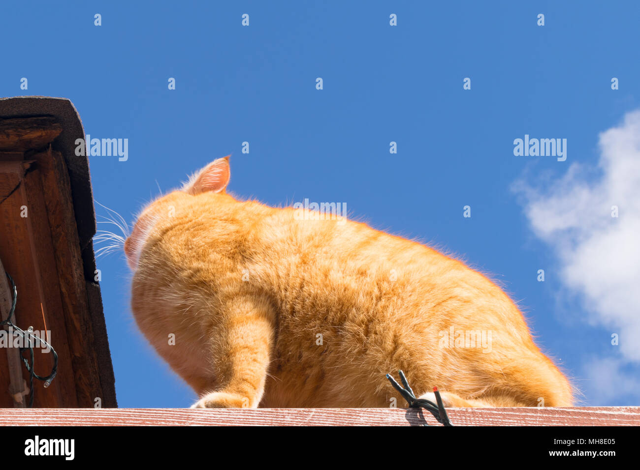 red fat cat sitting on the roof in sunny day, blue sky background Stock ...