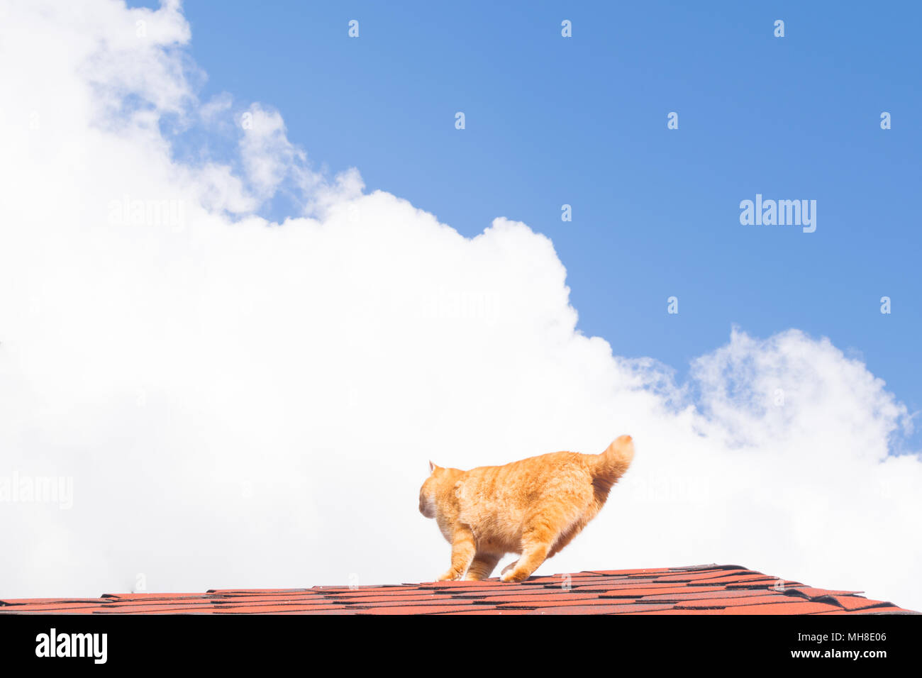 red fat cat sitting on the roof in sunny day, blue sky background Stock ...