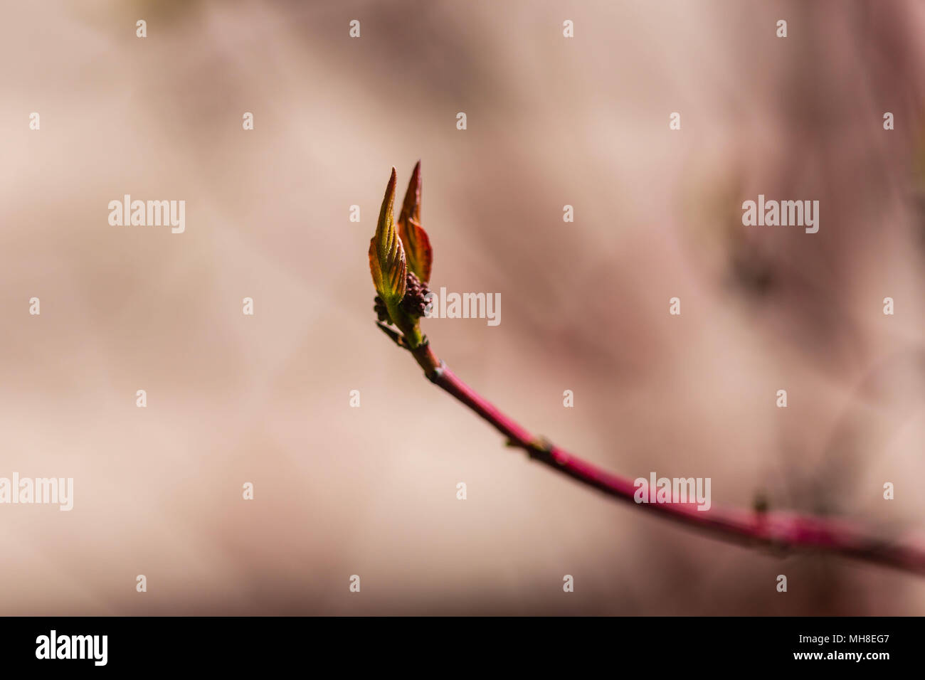 Signs of Spring - the shrubs are waking up and buds are growing Stock ...