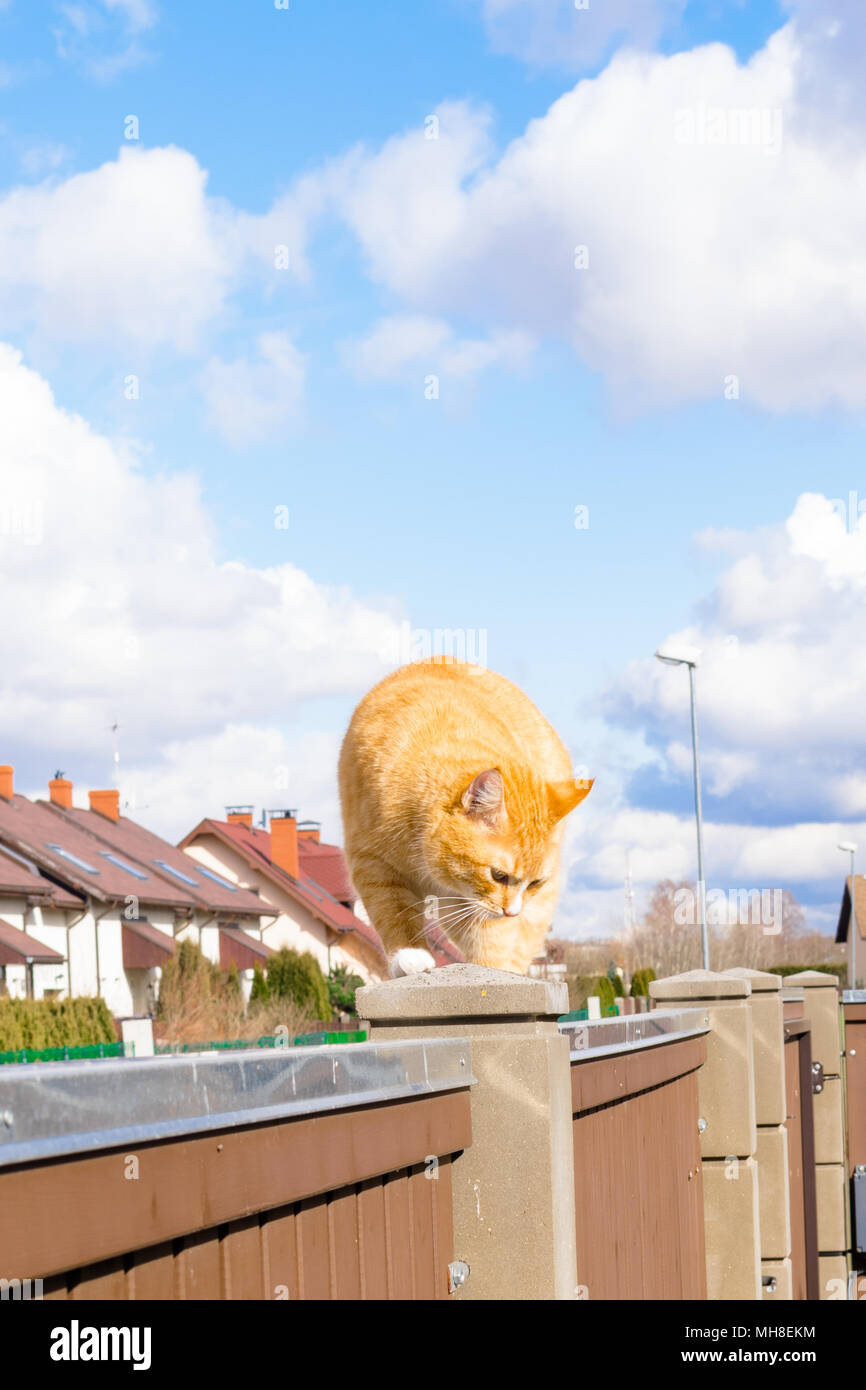 fat red cat is walking on the fencil in beautiful residential sector of ...
